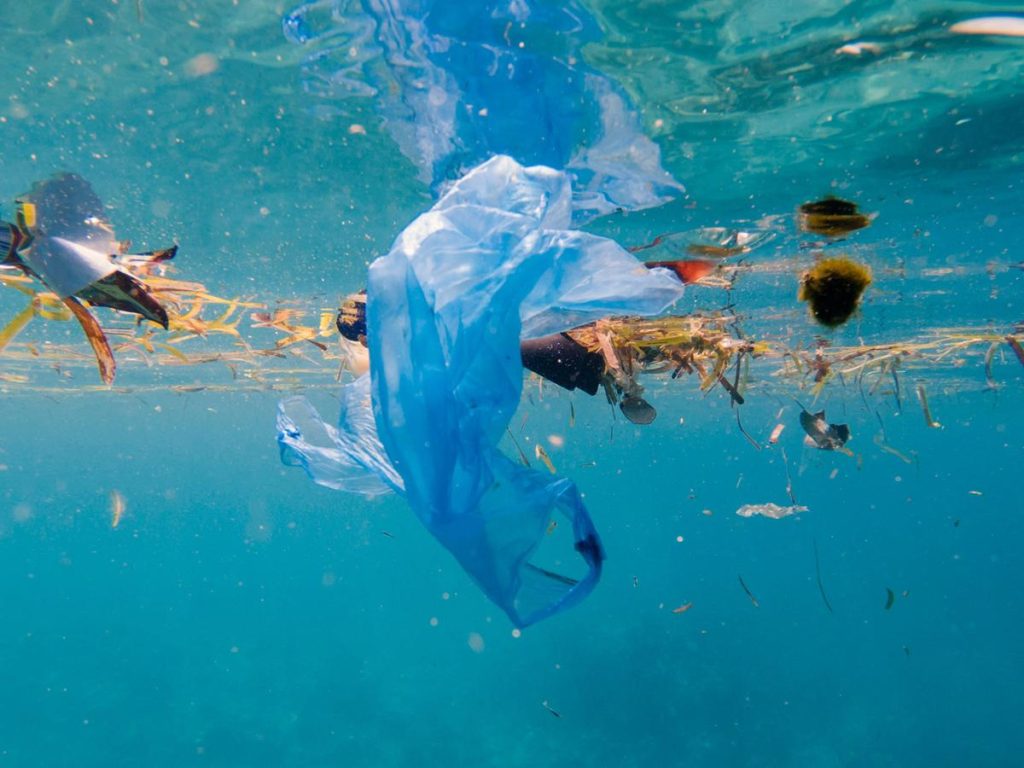 Preocupante: detectan partículas de plástico en las grasas y pulmones ...