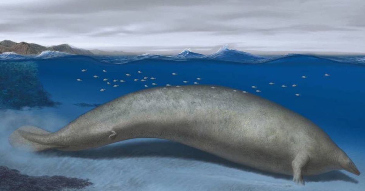 Descubren los restos de nueva especie de ballena gigante, la más grande ...