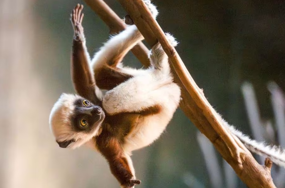 En Inglaterra nació un 'lémur bailarín', uno de los primates más lindos ...