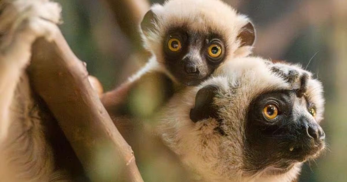 En Inglaterra nació un 'lémur bailarín', uno de los primates más lindos ...