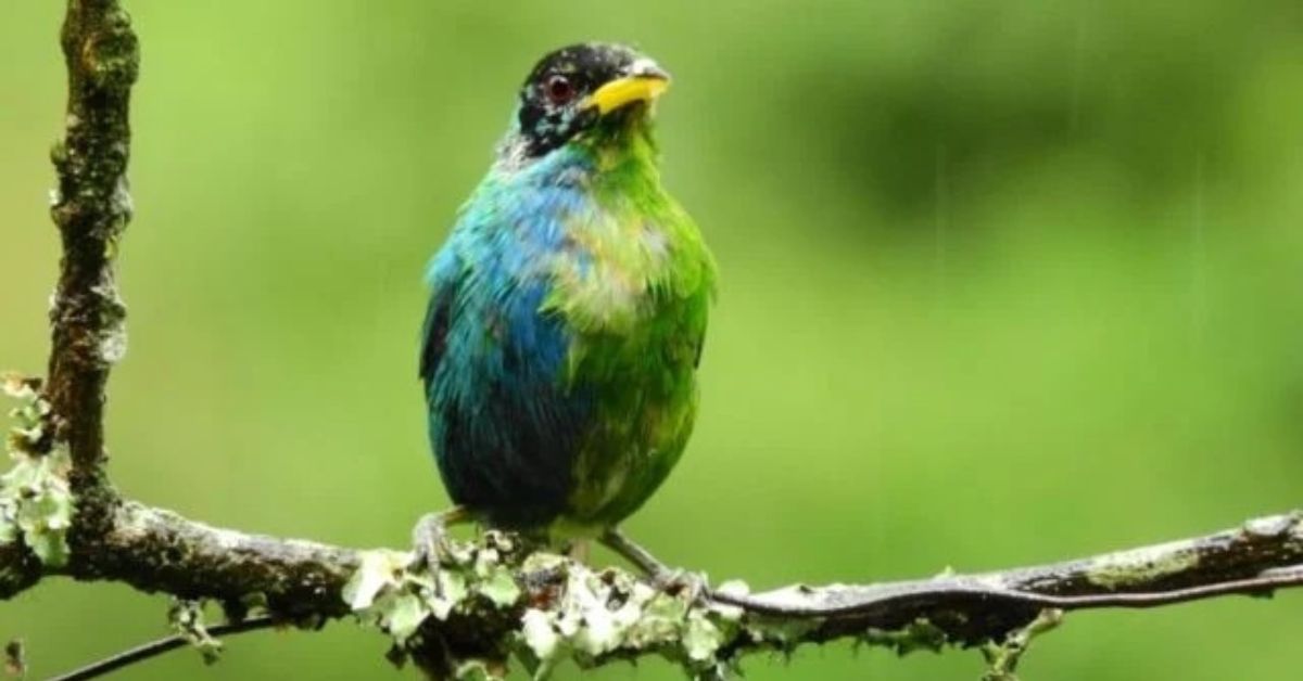 ¡Qué hermoso! Descubren en Colombia un pájaro que por su pelaje es ...