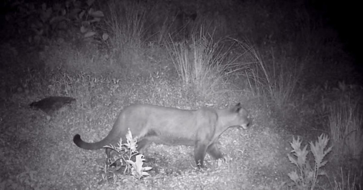 Preocupación en Villamaría por puma que sigue atacando a los animales