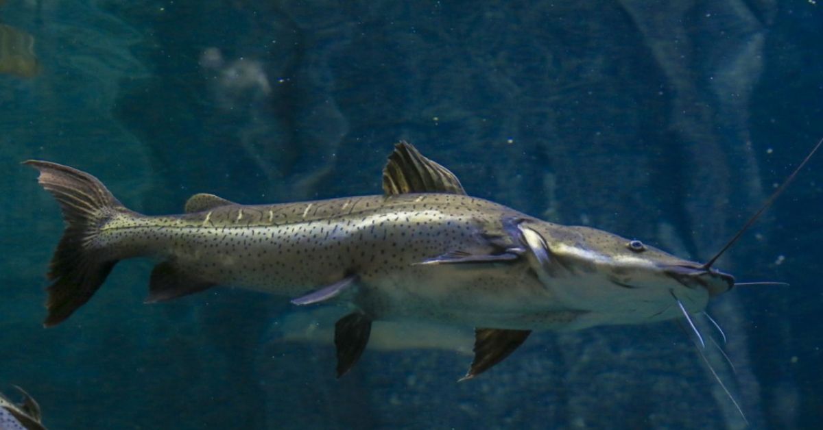 Comercializar bagre rayado en temporada de reproducción traerá fuertes ...