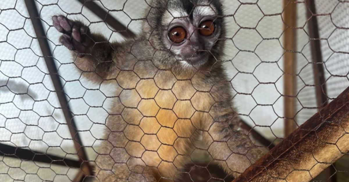 ¡Rescatada! Mujer compró una marteja en peligro de extinción que era vendida ilegalmente