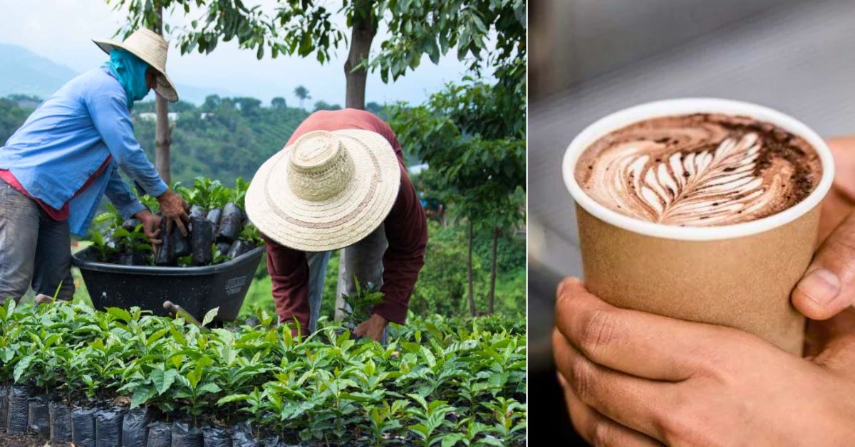 Quindío impulsa su café especial al mundo y diversifica su campo con ...