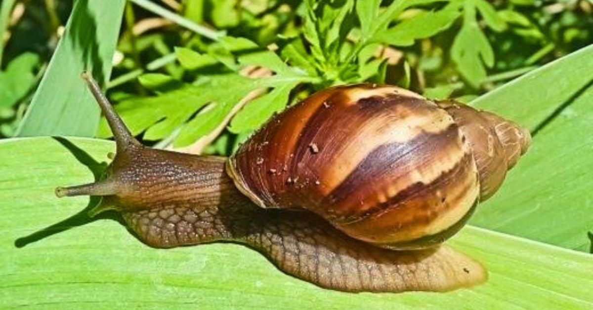 Especie invasora en la mira: recogen más de 2 toneladas de Caracol ...
